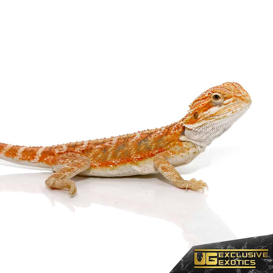 Baby Hypo Ginger Dream Bearded Dragons (Pogona vitticeps) For Sale ...