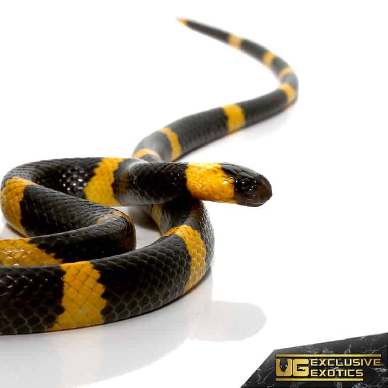 Terrestrial Snail Sucker for sale - Underground Reptiles