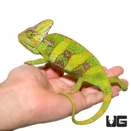 Chameleons For Sale - Underground Reptiles