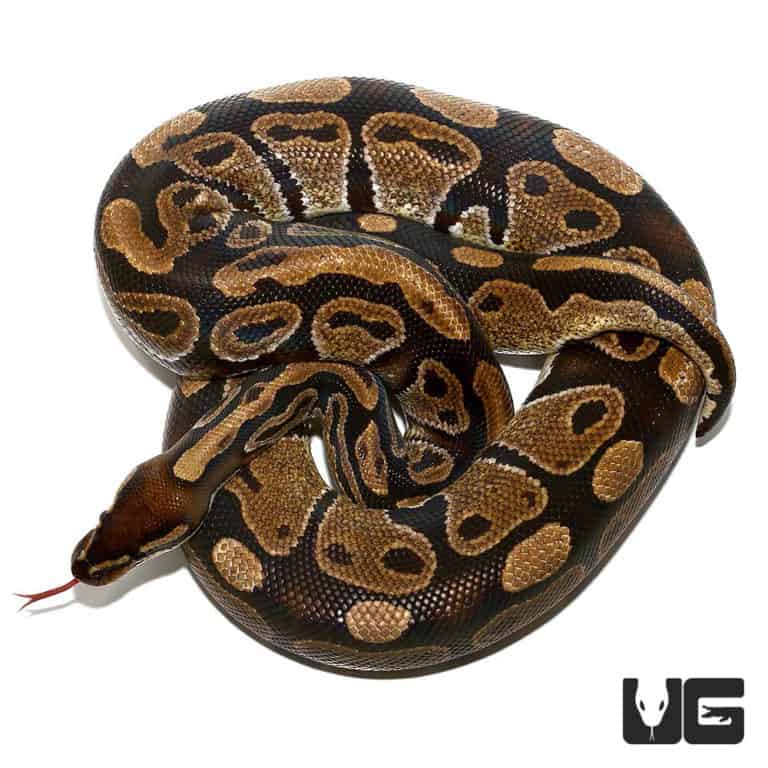 Ball Pythons For Sale - Underground Reptiles