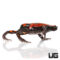 Red and Black Walking Frogs (Phrynomerus bifasciatus) For Sale ...