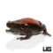 Red and Black Walking Frogs (Phrynomerus bifasciatus) For Sale ...
