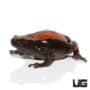 Red and Black Walking Frogs (Phrynomerus bifasciatus) For Sale ...
