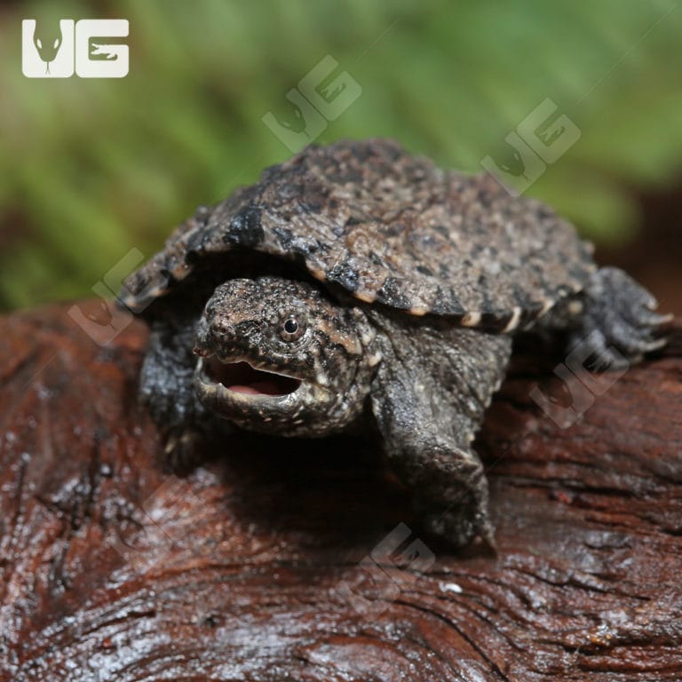Turtles For Sale - Underground Reptiles