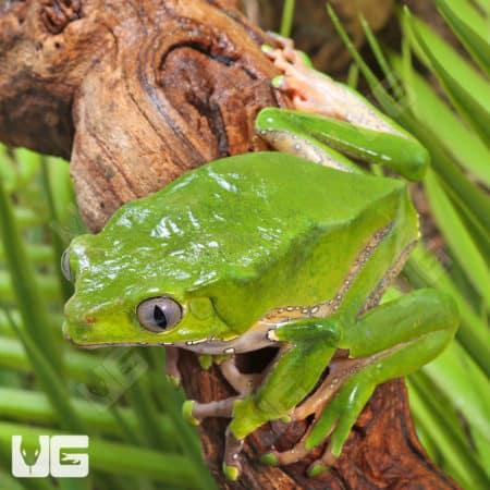 Giant Waxy Monkey Tree Frog (Phyllomedusa bicolor) For Sale ...