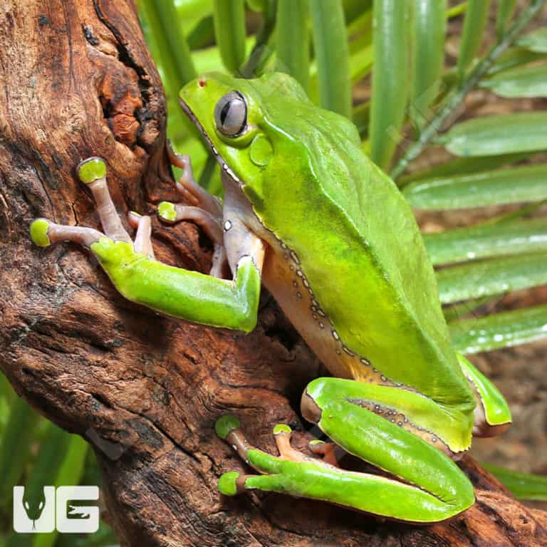 Giant Waxy Monkey Tree Frog (Phyllomedusa bicolor) For Sale ...