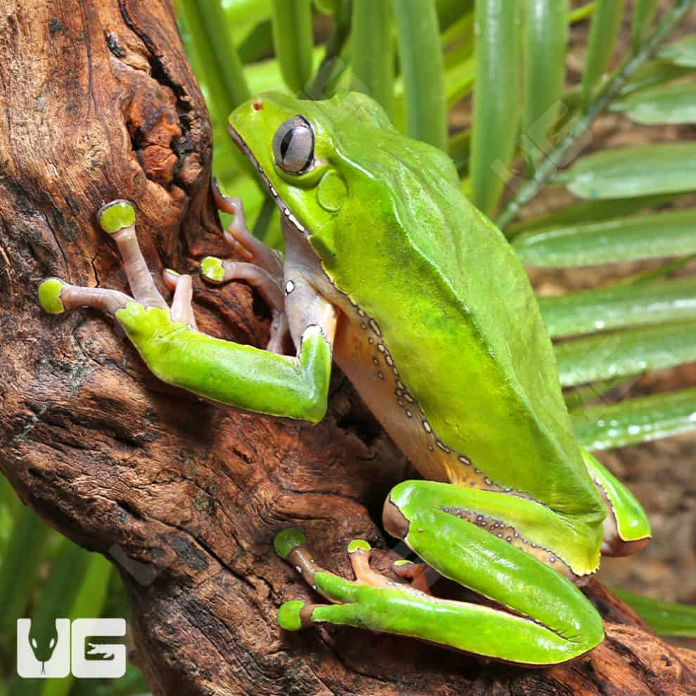 Giant Waxy Monkey Tree Frog (Phyllomedusa bicolor) For Sale ...