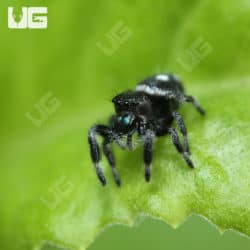 Juvenile Regal Jumping Spider (Phidippus regius) For Sale - Underground ...