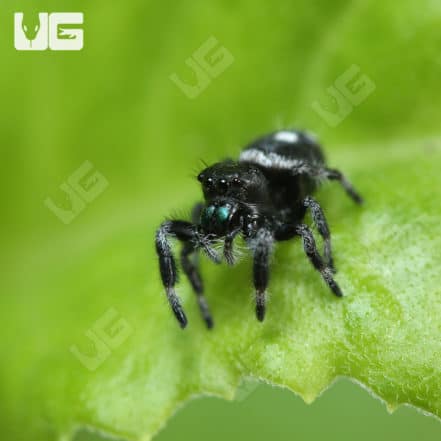 Juvenile Regal Jumping Spider (Phidippus regius) For Sale - Underground ...