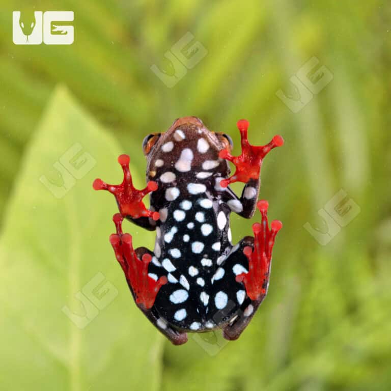 Polka Dot Reed Frogs For Sale - Underground Reptiles