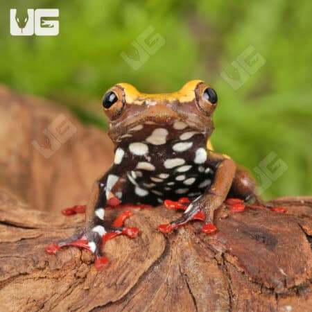 Polka Dot Reed Frogs For Sale - Underground Reptiles