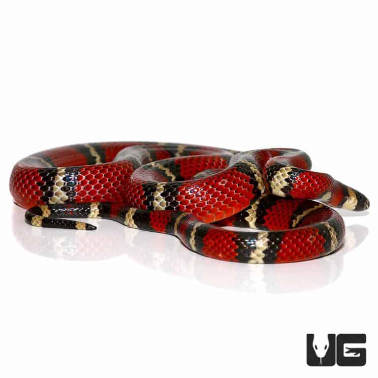 Adult Stuarts Milksnakes (Lampropeltis triangulum stuarti) For Sale ...