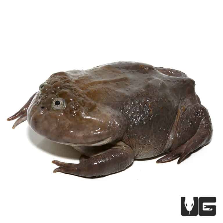Adult Budgett’s Frog For Sale - Underground Reptiles