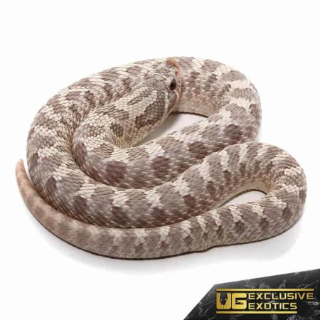 Adult Lavender Western Hognose Snake for sale - Underground Reptiles