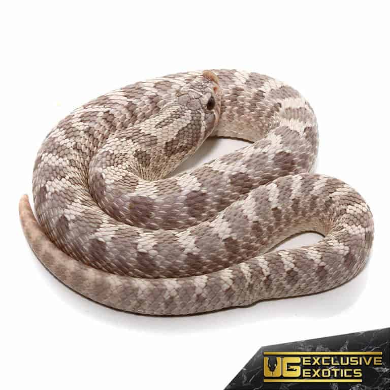 Adult Lavender Western Hognose Snake for sale - Underground Reptiles