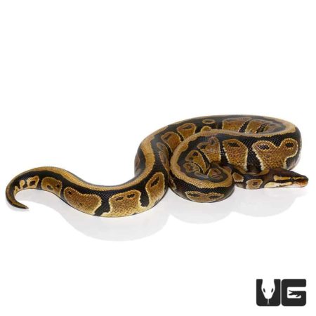 Adult Striped Ball Python For Sale - Underground Reptiles