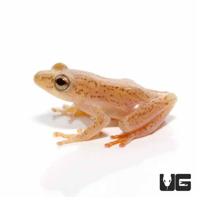 African Reed Frogs (Hyperolius Sp) For Sale - Underground Reptiles