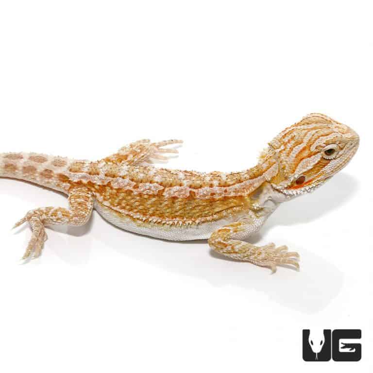 Baby Hypo Citrus Bearded Dragons (Pogona vitticeps) For Sale ...