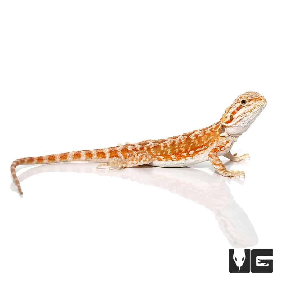Baby Hypo Inferno Leatherback Bearded Dragons (Pogona vitticeps) For ...