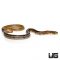 Baby Radiated Ratsnakes (Coelognathus radiata) For Sale - Underground ...