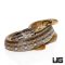 Baby Radiated Ratsnakes (Coelognathus radiata) For Sale - Underground ...