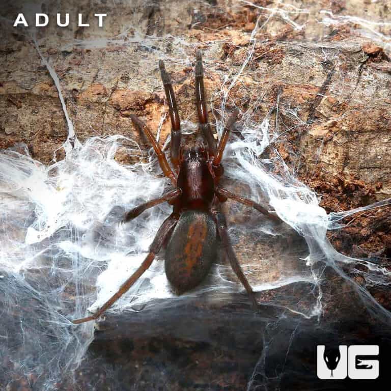 Baby Red and Black Prowling Spiders For Sale - Underground Reptiles