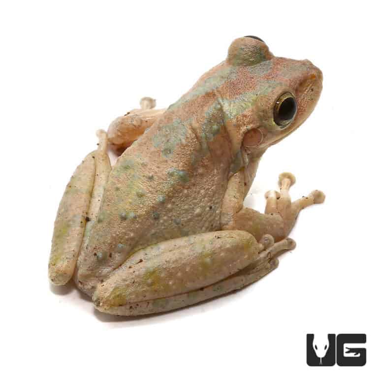 Copper Green Cuban Tree Frogs For Sale - Underground Reptiles
