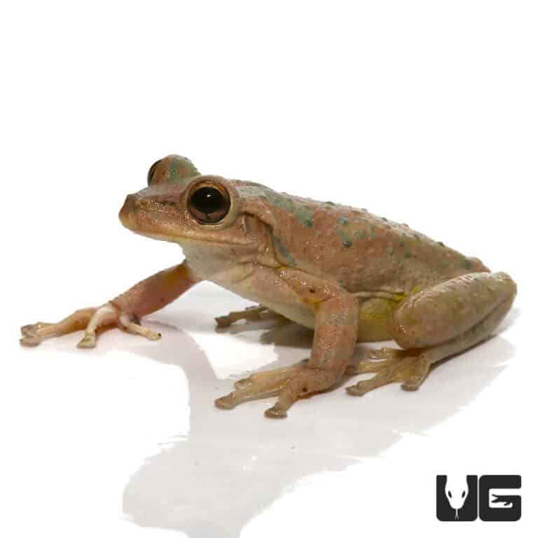 Copper Green Cuban Tree Frogs For Sale - Underground Reptiles