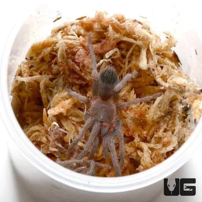 Dominican Stripe Knee Tarantula For Sale - Underground Reptiles