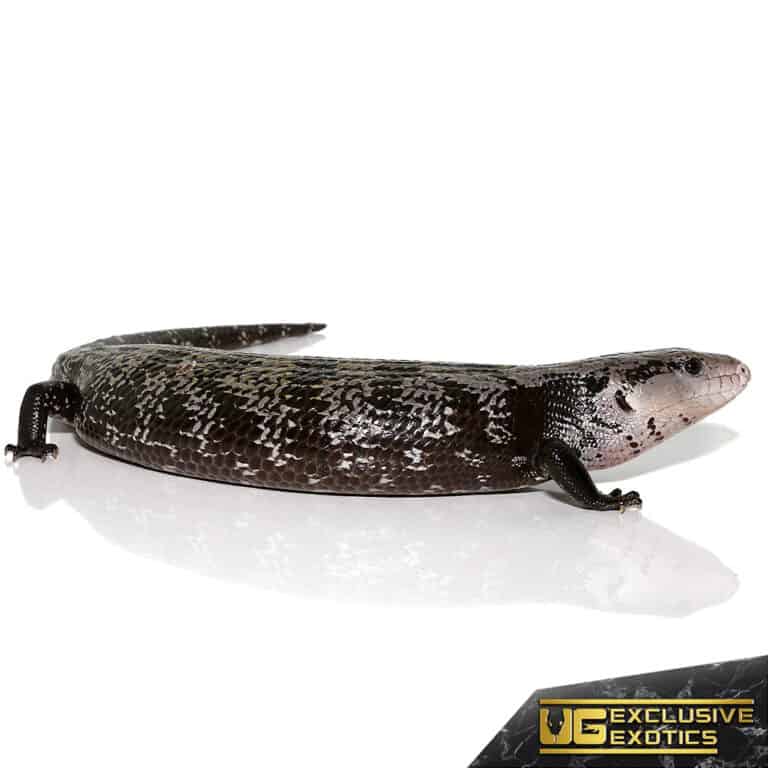 Female Axanthic Halmahera Blue Tongue Skink for sale - Underground Reptiles