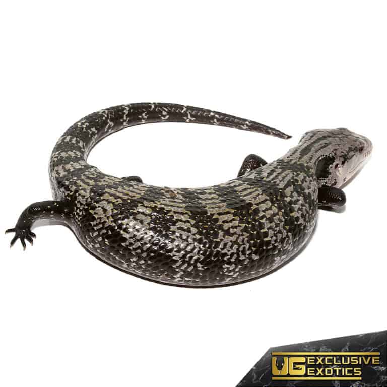 Female Axanthic Halmahera Blue Tongue Skink for sale - Underground Reptiles