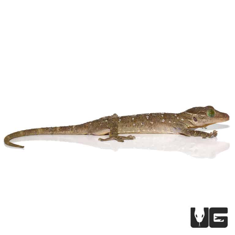 Green Eyed Geckos For Sale - Underground Reptiles