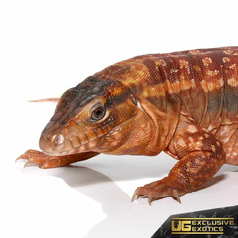 Juvenile Argentine Red Tegus For Sale - Underground Reptiles