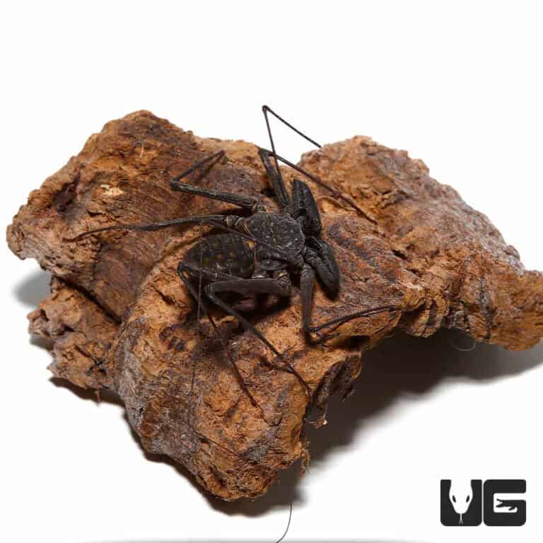 Phrynus mexicanus Archives - Underground Reptiles