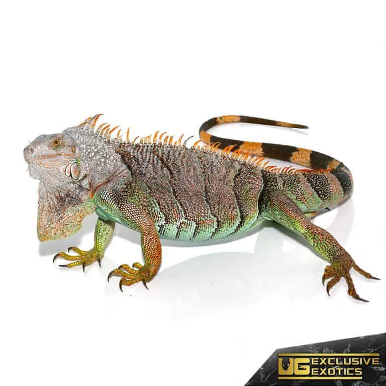 Female Miami Blue Iguana For Sale - Underground Reptiles