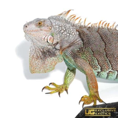 Female Miami Blue Iguana For Sale - Underground Reptiles