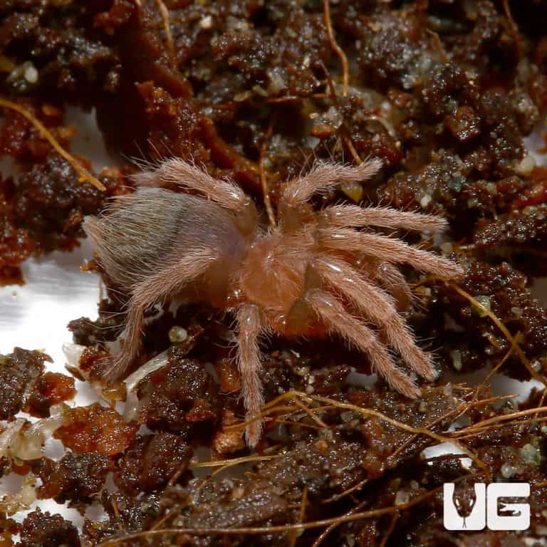 Panamanian Gold Banded Sunburst Dwarf Tarantula (.25 - .75 ...