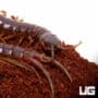 Centipedes, Millipedes and More For Sale - Underground Reptiles