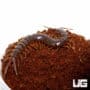 Centipedes, Millipedes and More For Sale - Underground Reptiles