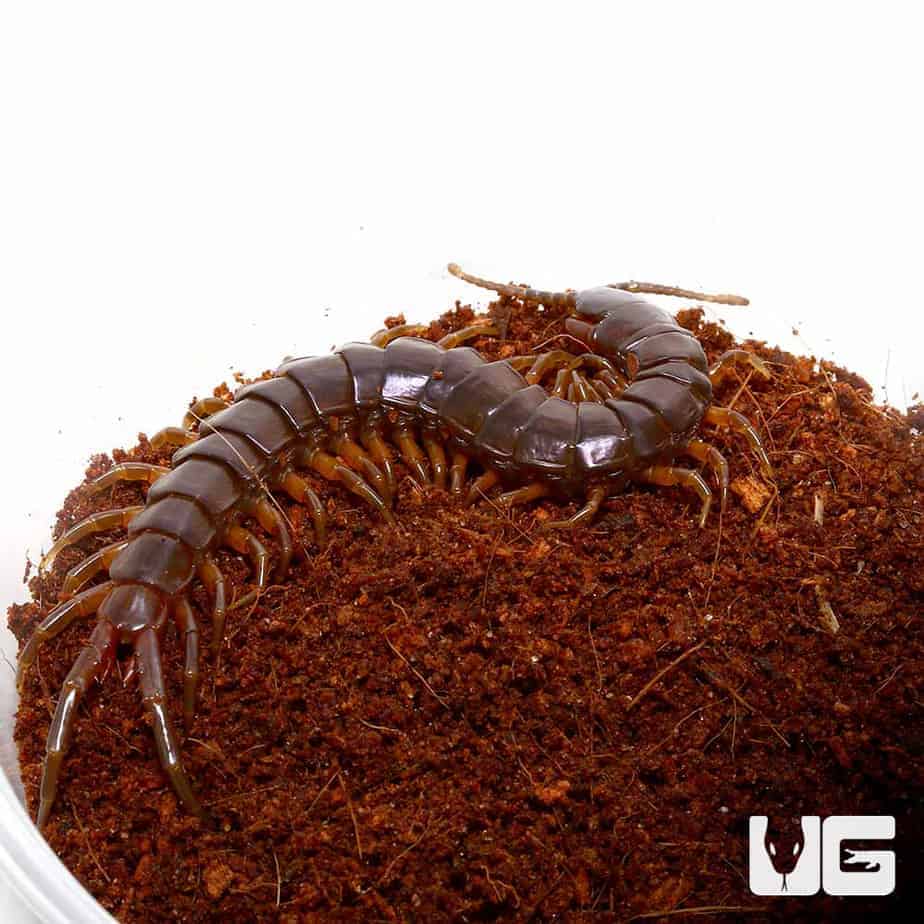 Solomon Island Purple Centipede (Ethmostigmus rubripes) For Sale ...