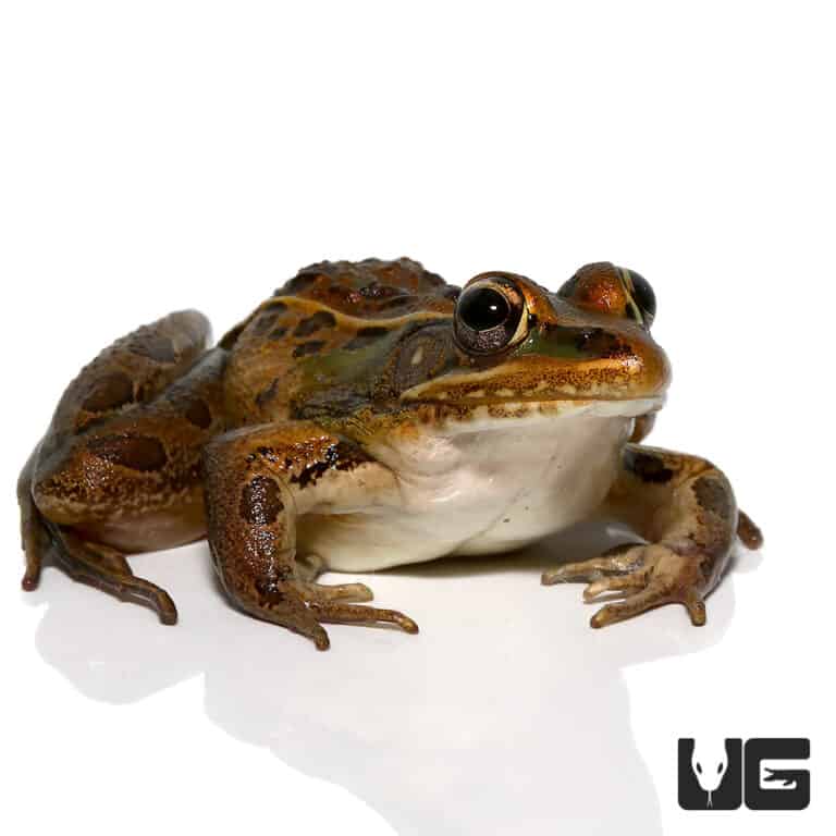 Southern Leopard Frogs (Lithobates sphenocephalus) For Sale ...