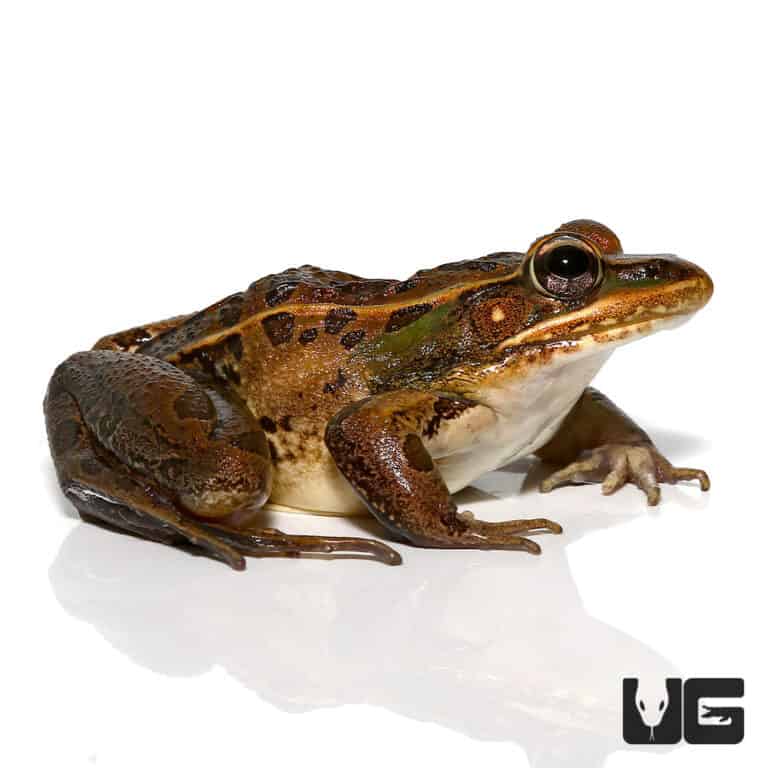 Southern Leopard Frogs Lithobates Sphenocephalus For Sale southern-leopard-frogs-lithobates-sphenocephalus-for-sale