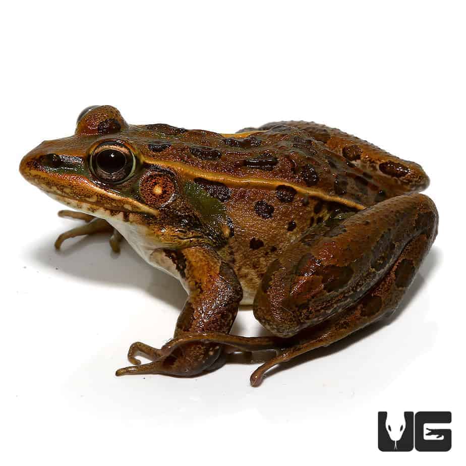 Southern Leopard Frogs Lithobates Sphenocephalus For Sale