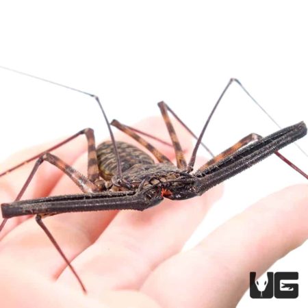 Tailless Whip Scorpions (Damon variegatus) For Sale - Underground Reptiles