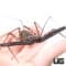 Tailless Whip Scorpions (Damon variegatus) For Sale - Underground Reptiles