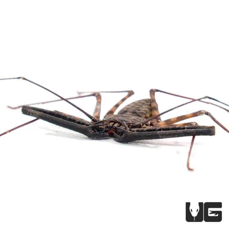 Tailless Whip Scorpions (Damon variegatus) For Sale - Underground Reptiles