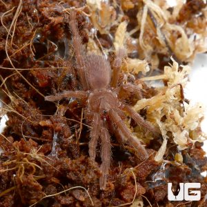 Vietnam Banded Tarantula (.5 - 1'') - Underground Reptiles