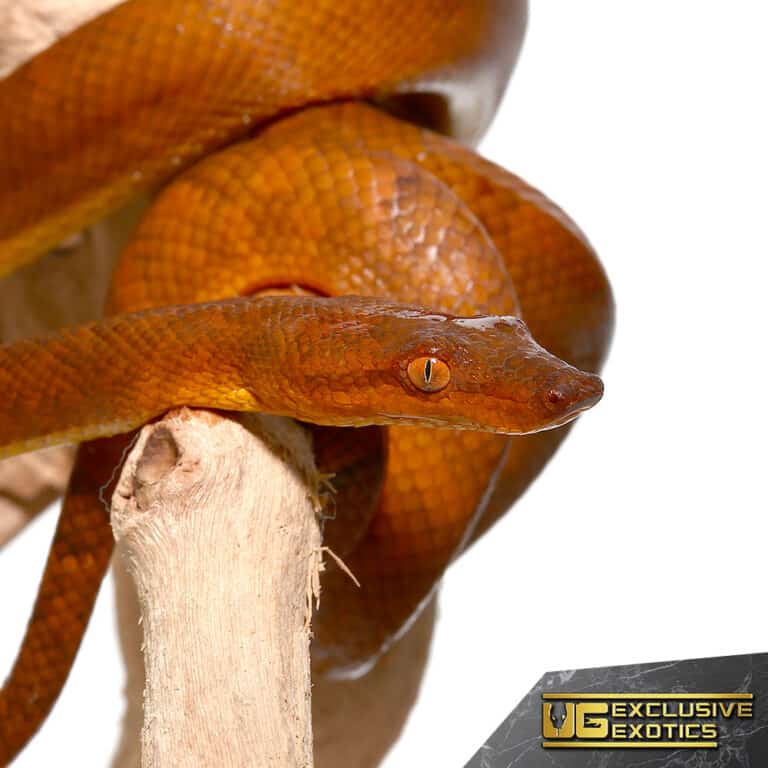 Solomon Island Tree Boa for sale - Underground Reptiles