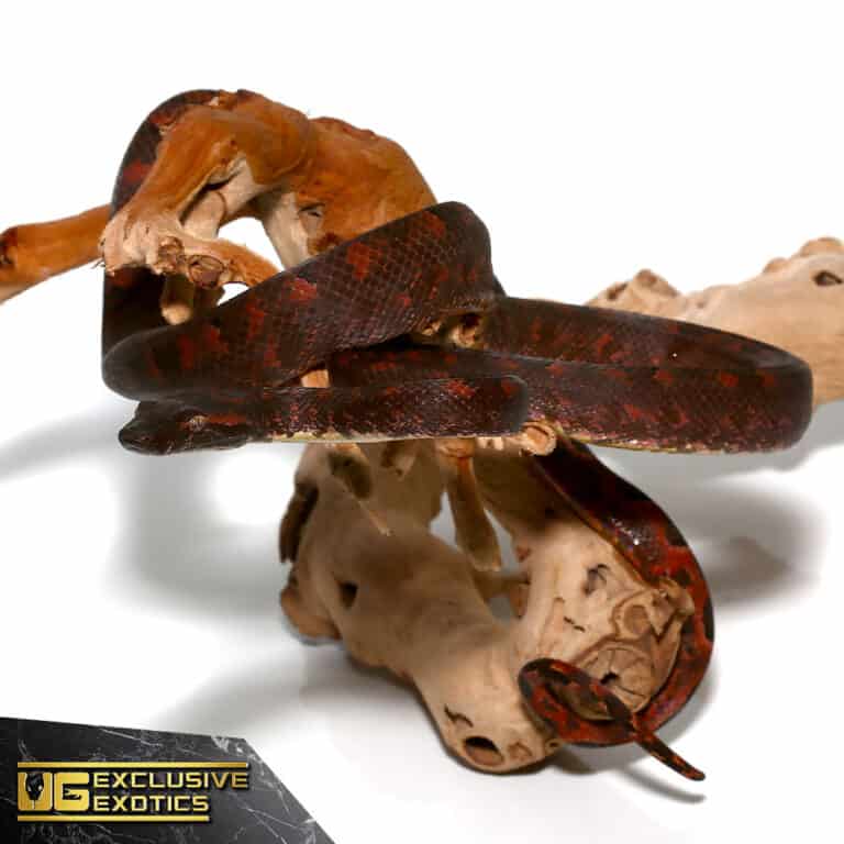 Solomon Island Tree Boa for sale - Underground Reptiles