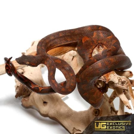 Solomon Island Tree Boa for sale - Underground Reptiles